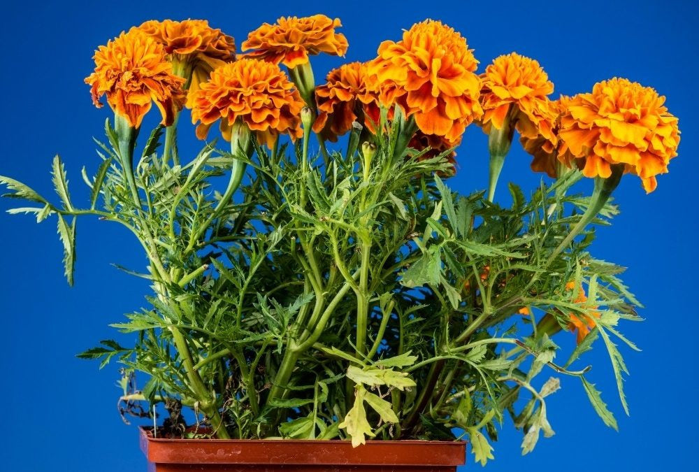 Marigold Plant Deer Don't Eat This Showy Flower That Changes Colors