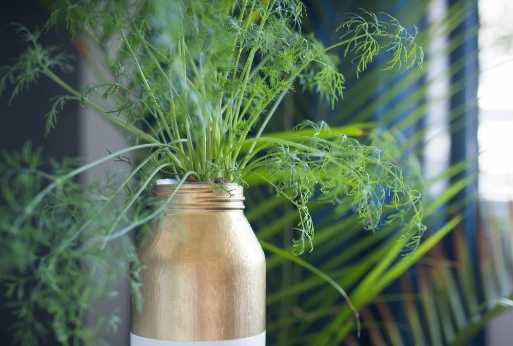 How to Grow Dill Indoors – Urban Leaf
