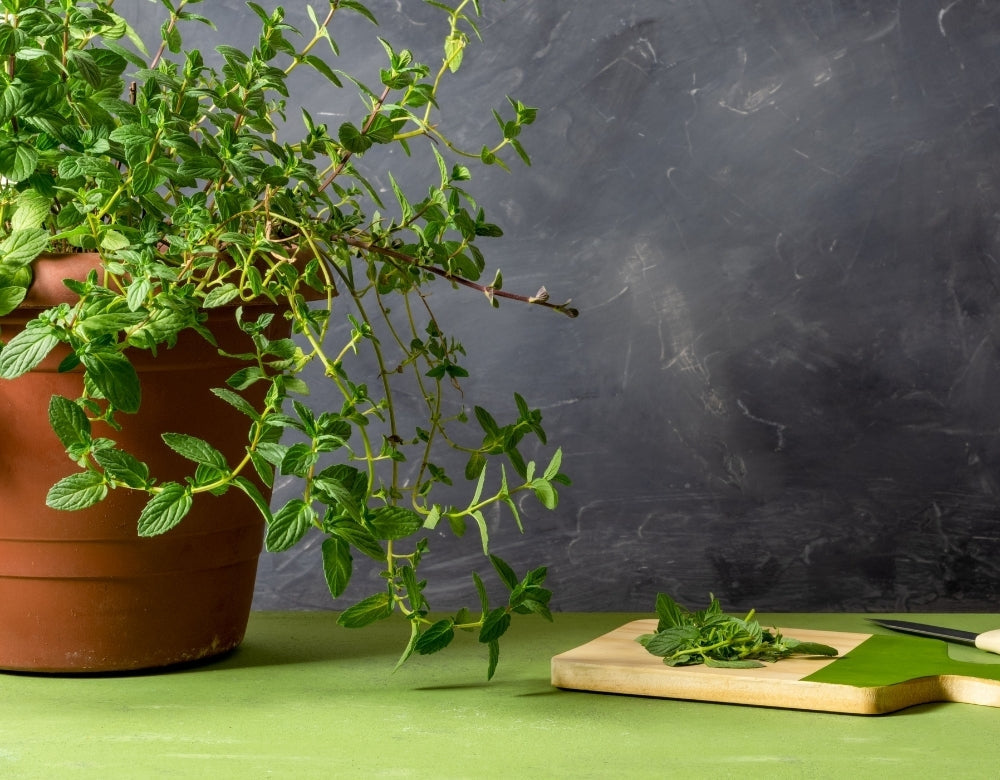 It's All About Positioning - The Best Places to Put Indoor Plants ...