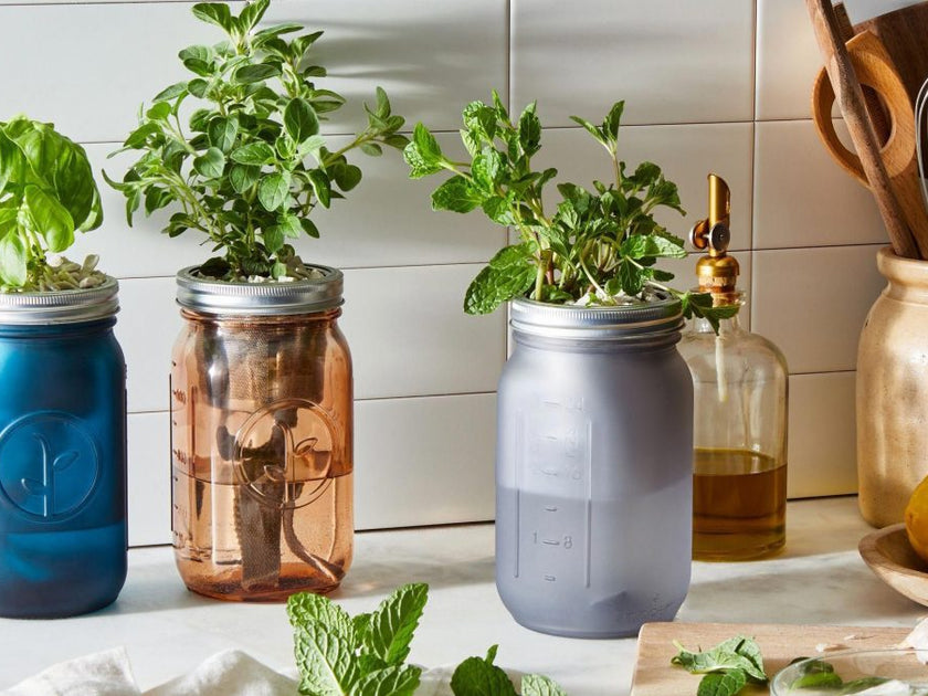 Make Your Lima Bean Science Experiment Fabulous With These Gardening T ...