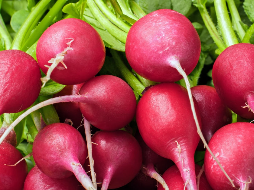 How to Grow Zucchini Indoors – Urban Leaf