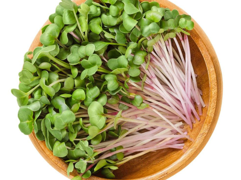 How to Use Microgreens In Your Salads, Smoothies, Snacks and More ...