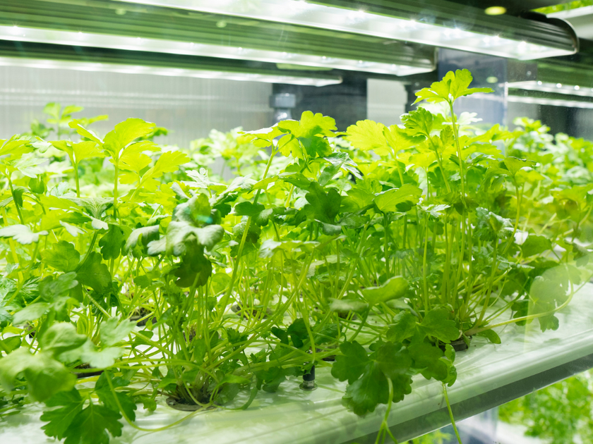 LED Grow Light Distance Chart From Plants. How Far Should Grow Lights ...