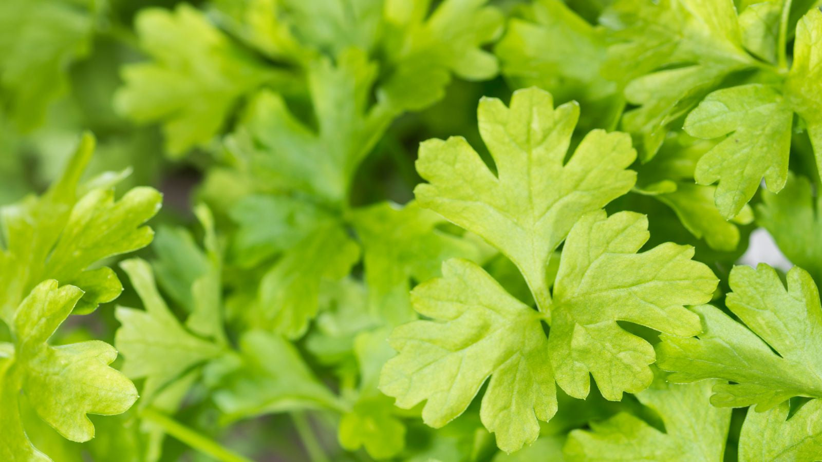 How to Grow Parsley Outdoors – Urban Leaf
