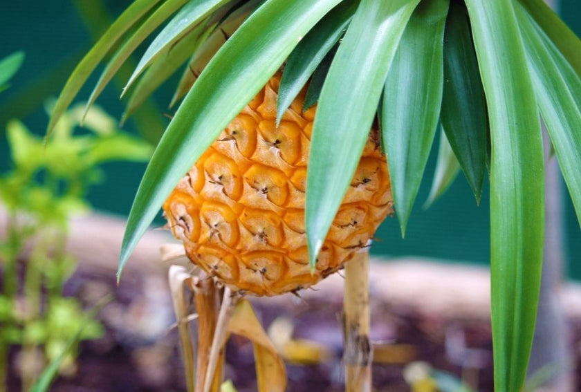 How to Grow Pineapple Indoors – Urban Leaf