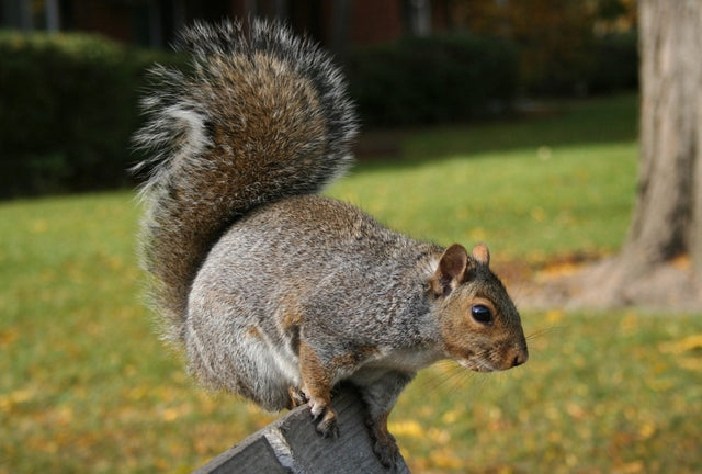 9 Common Animals Who May Be Destroying Your Garden: How to Stop Critte ...