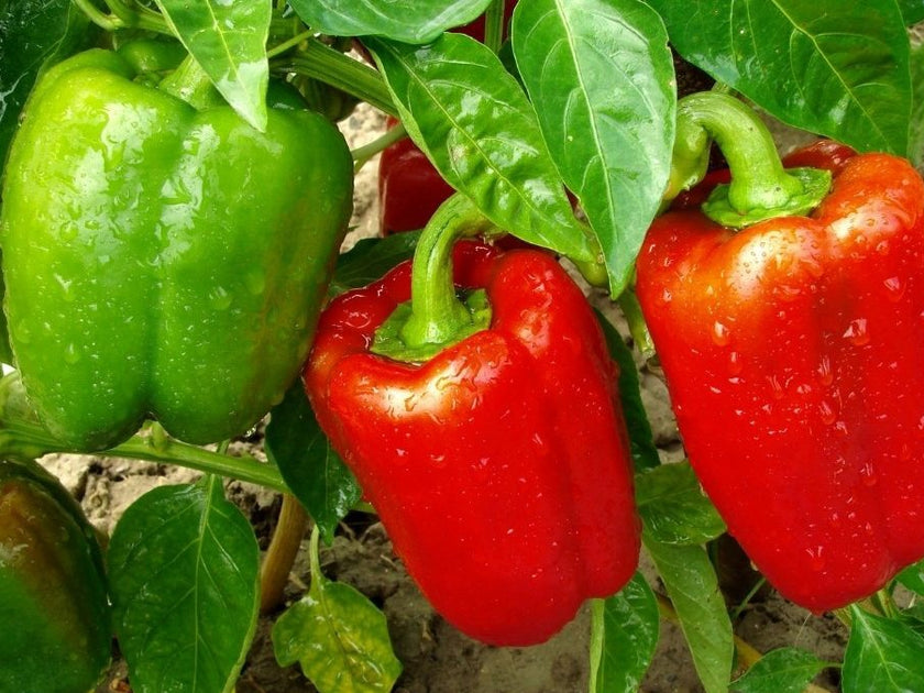 How to Grow Zucchini Indoors – Urban Leaf