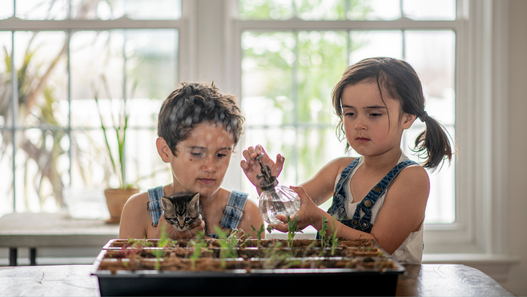 Maximizing Small Spaces: Your Guide to Growing Edible Plants Indoors ...
