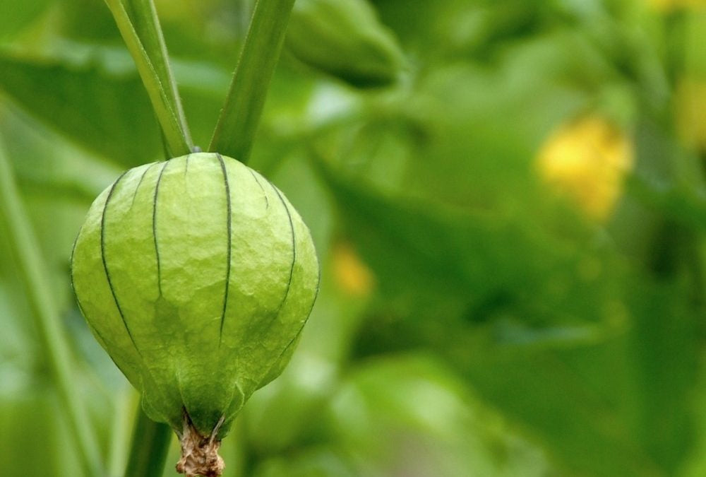 How to Grow Tomatillo Indoors – Urban Leaf