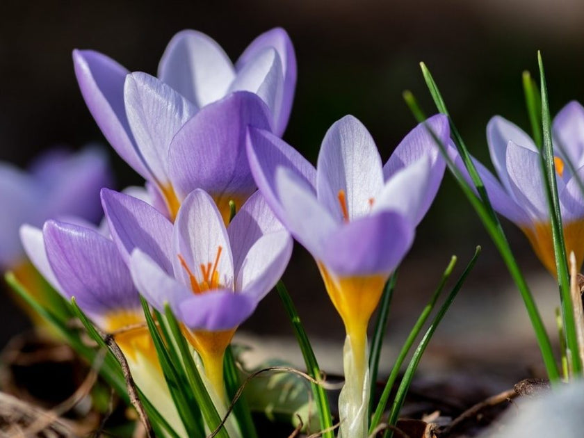 How to Grow Cosmos Indoors – Urban Leaf