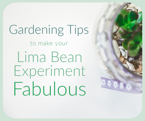 Make Your Lima Bean Science Experiment Fabulous With These Gardening T ...