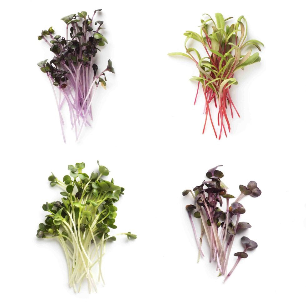 What Are The Different Types Of Microgreens – Where To Start? – Urban Leaf