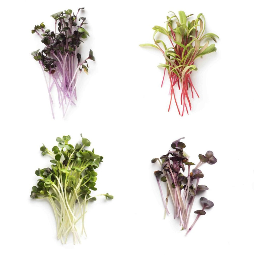 What Are The Different Types Of Microgreens – Where To Start? – Urban Leaf