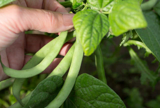 How to Grow Beans Indoors – Urban Leaf