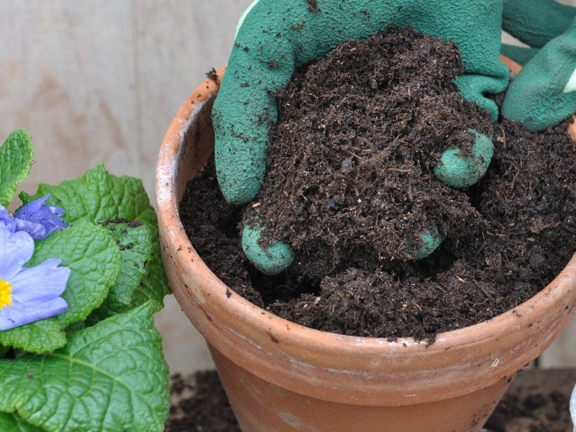 Can You Plant Multiple Herbs in One Pot? Here's the Answer – Urban Leaf