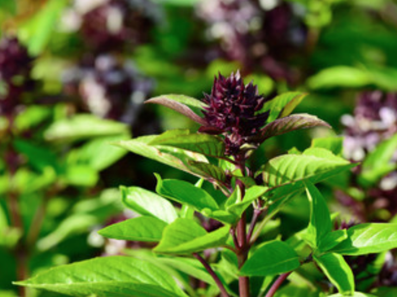 The Benefits of Thai Basil, and Why You Should Be Growing Thai Basil I ...