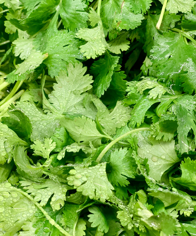 Seeds – Urban Leaf