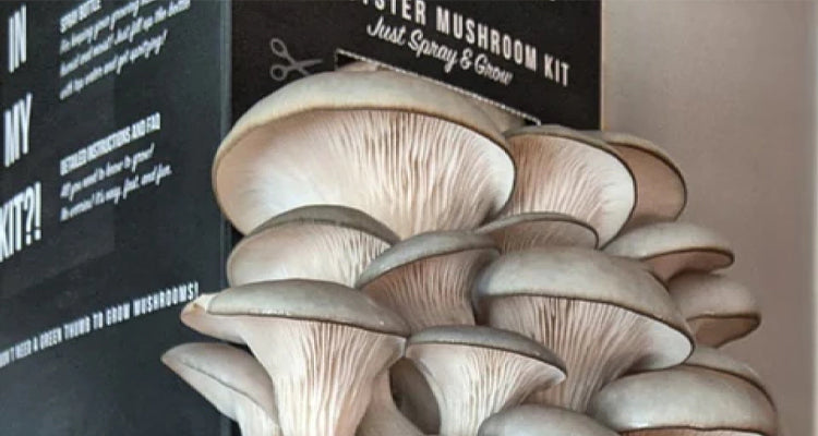 Mushrooms – Urban Leaf