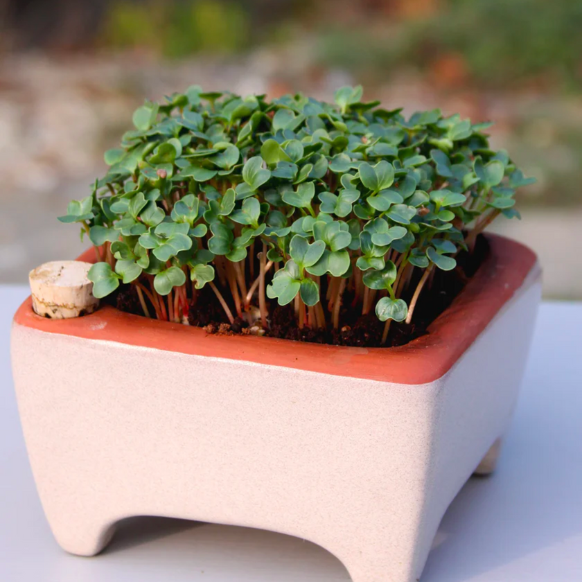 Microgreens – Urban Leaf