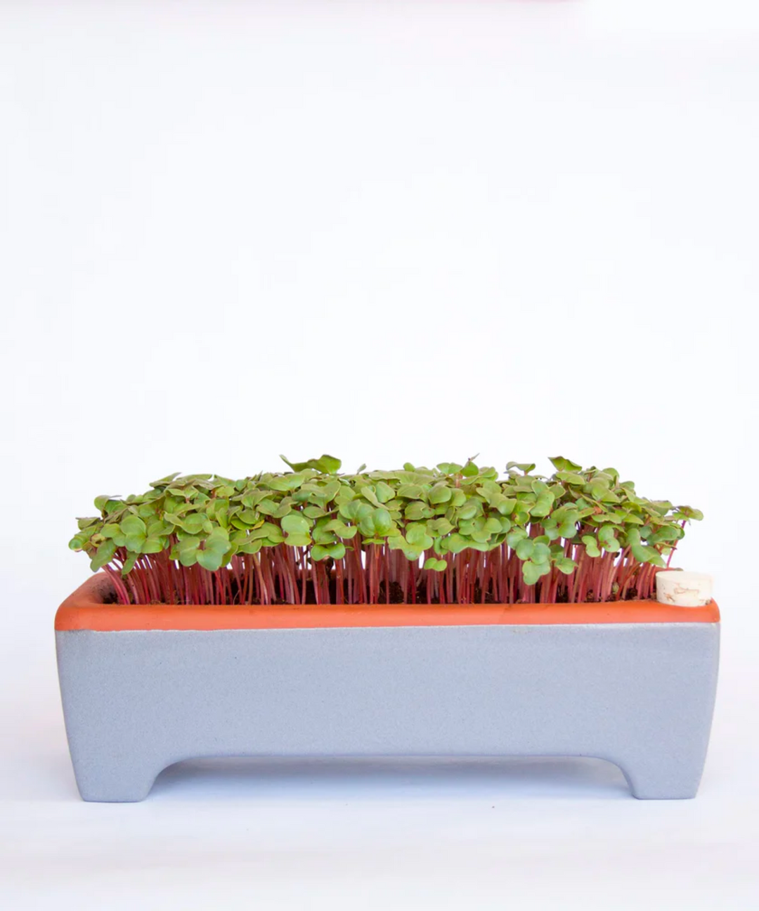 Microgreens – Urban Leaf