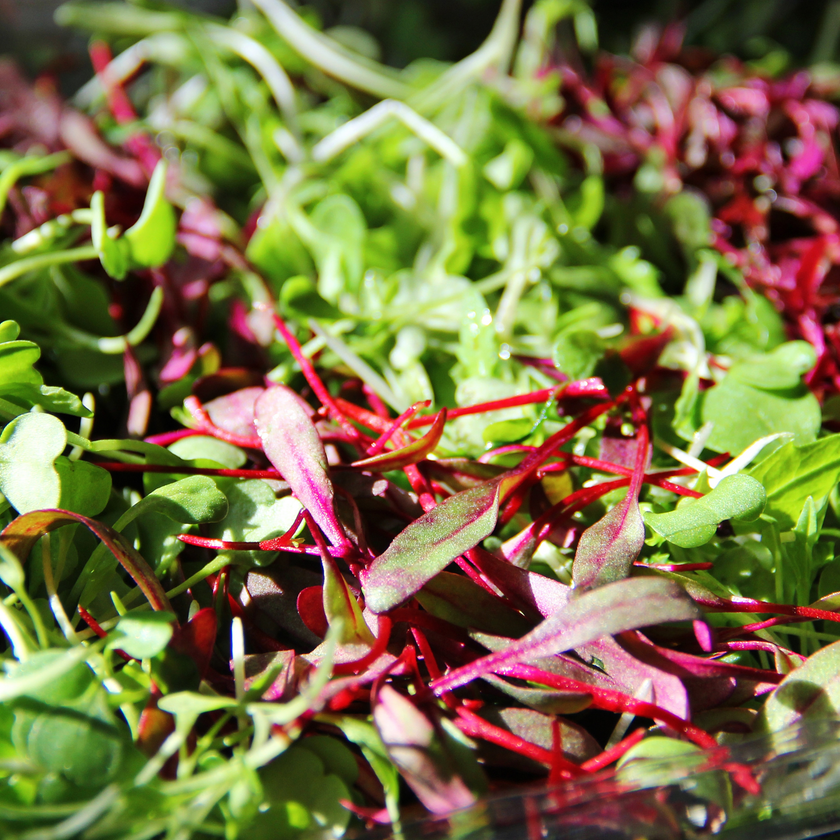 Microgreens – Urban Leaf