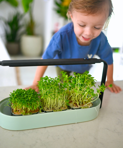 Microgreens – Urban Leaf