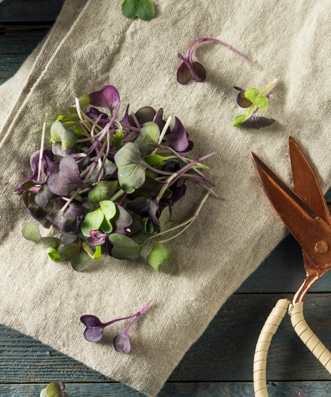 Microgreens – Urban Leaf