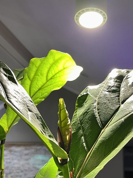 Urban Leaf - Indoor & Urban Gardening Kits and Accessories