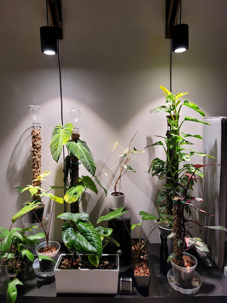 Urban Leaf - Indoor & Urban Gardening Kits and Accessories