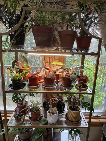 Urban Leaf - Indoor & Urban Gardening Kits and Accessories