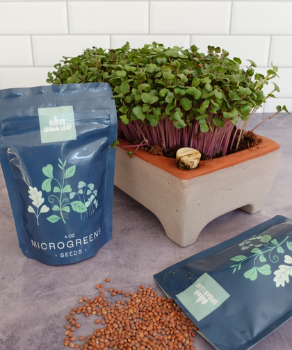 Microgreens – Urban Leaf